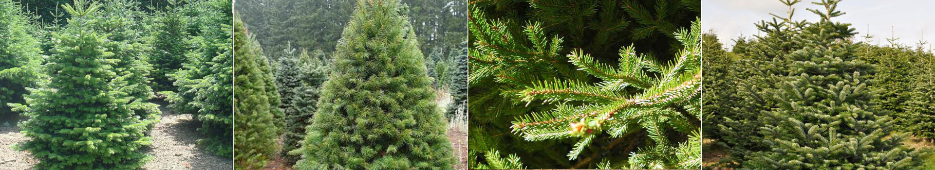 Christmas Trees for Sale in Fife | Fife Christmas Trees